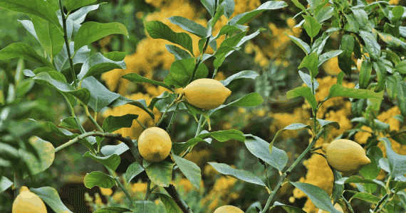 Hemoroidi oz. hemeroidi: Znaki, zdravila in zdravljenje | Lekarnar.com ...